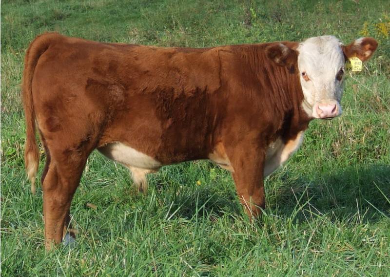For Sale | Lenth Herefords