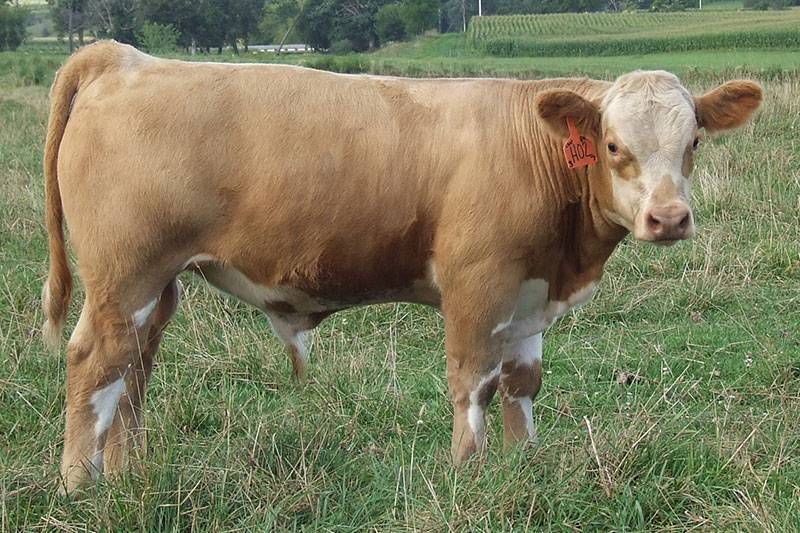 For Sale | Lenth Herefords