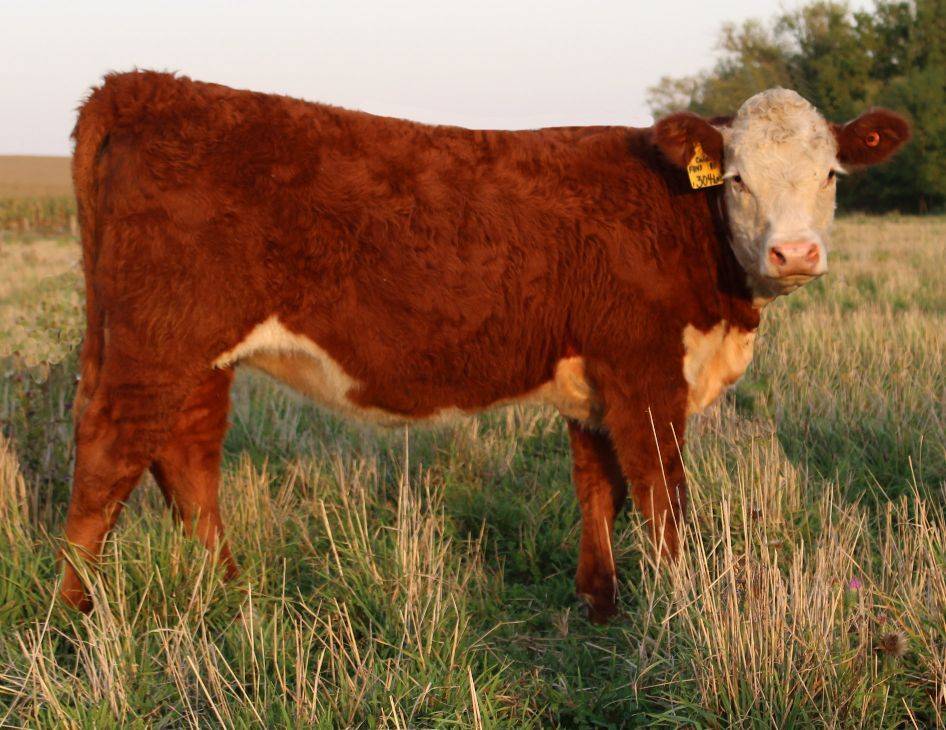 For Sale | Lenth Herefords