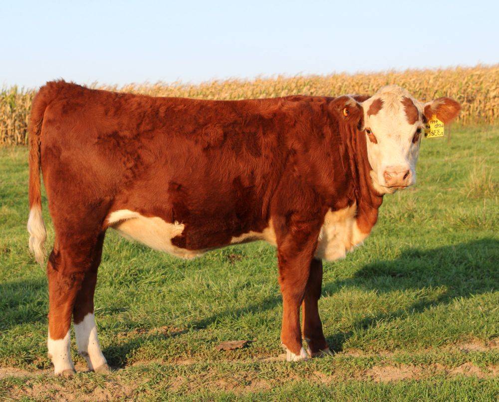 For Sale | Lenth Herefords
