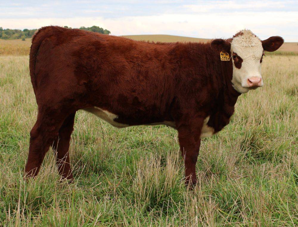 For Sale | Lenth Herefords
